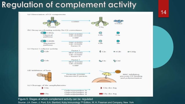 Complement system and its regulation | PPTX