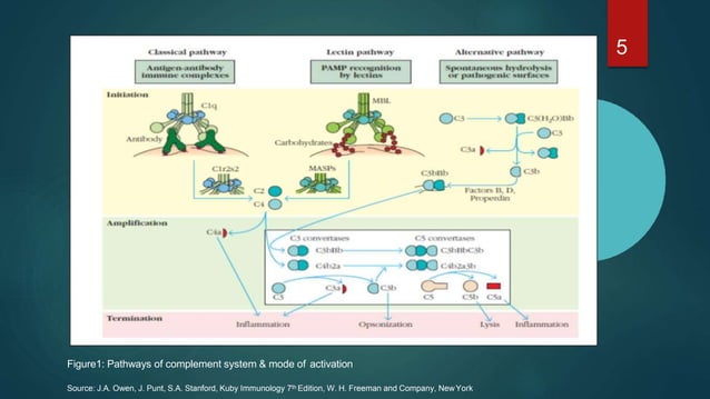 Complement system and its regulation | PPTX