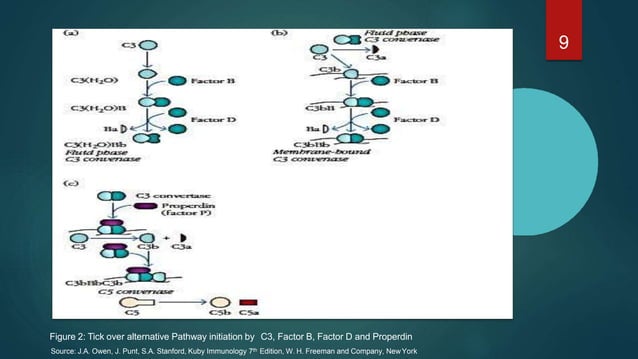Complement system and its regulation | PPTX