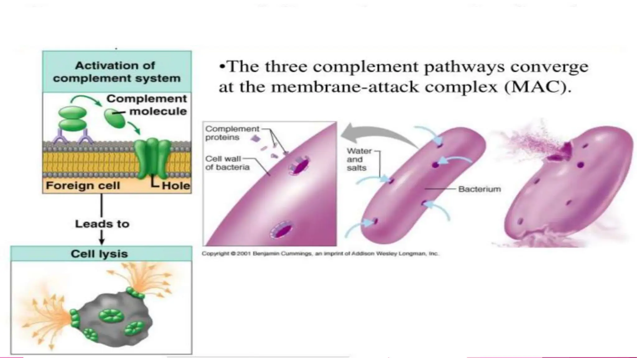 COMPLEMENT SYSTEM AND ITS ROLE IN PERIODONTAL INFLAMMATION.pptx