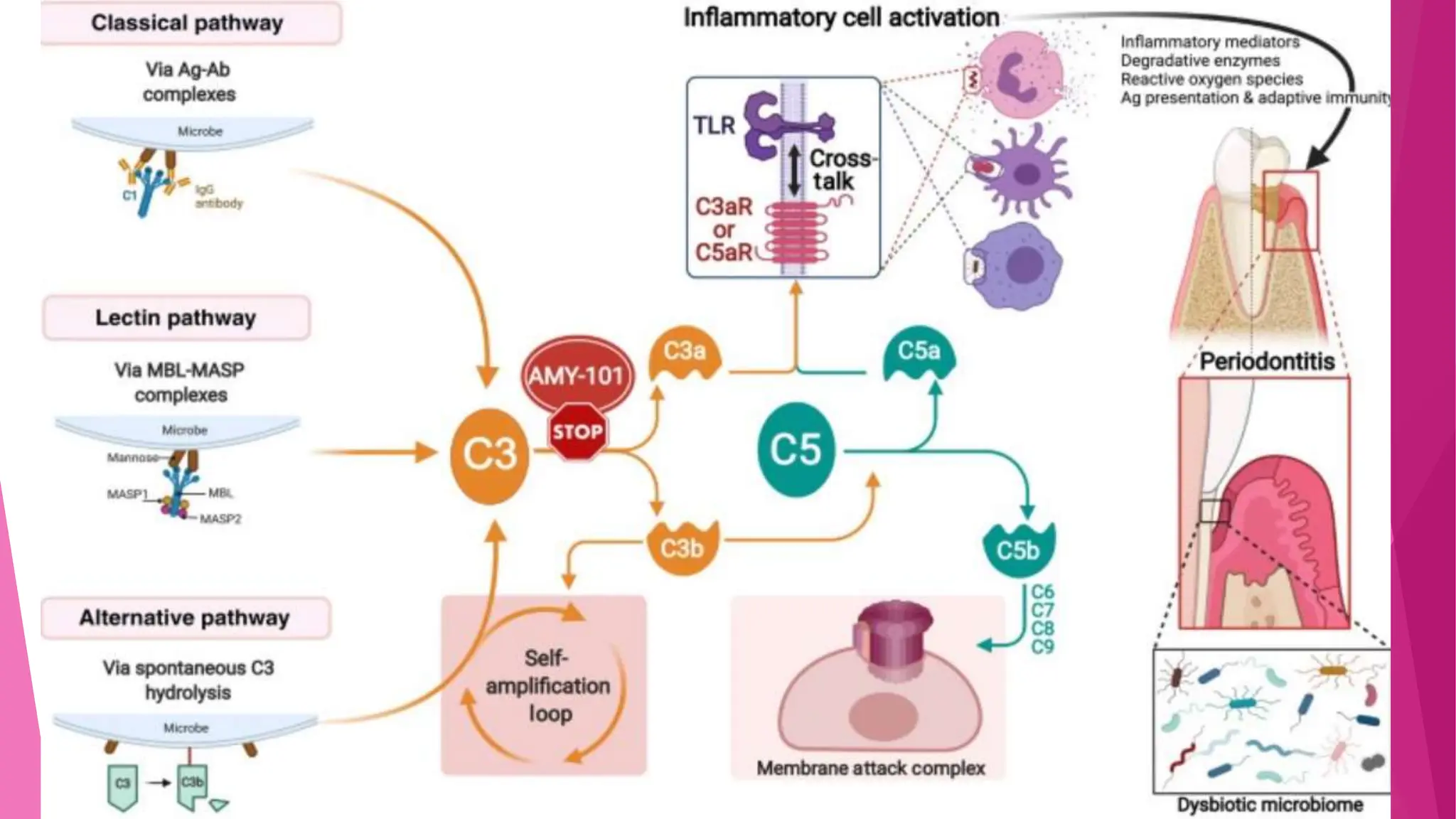 COMPLEMENT SYSTEM AND ITS ROLE IN PERIODONTAL INFLAMMATION.pptx