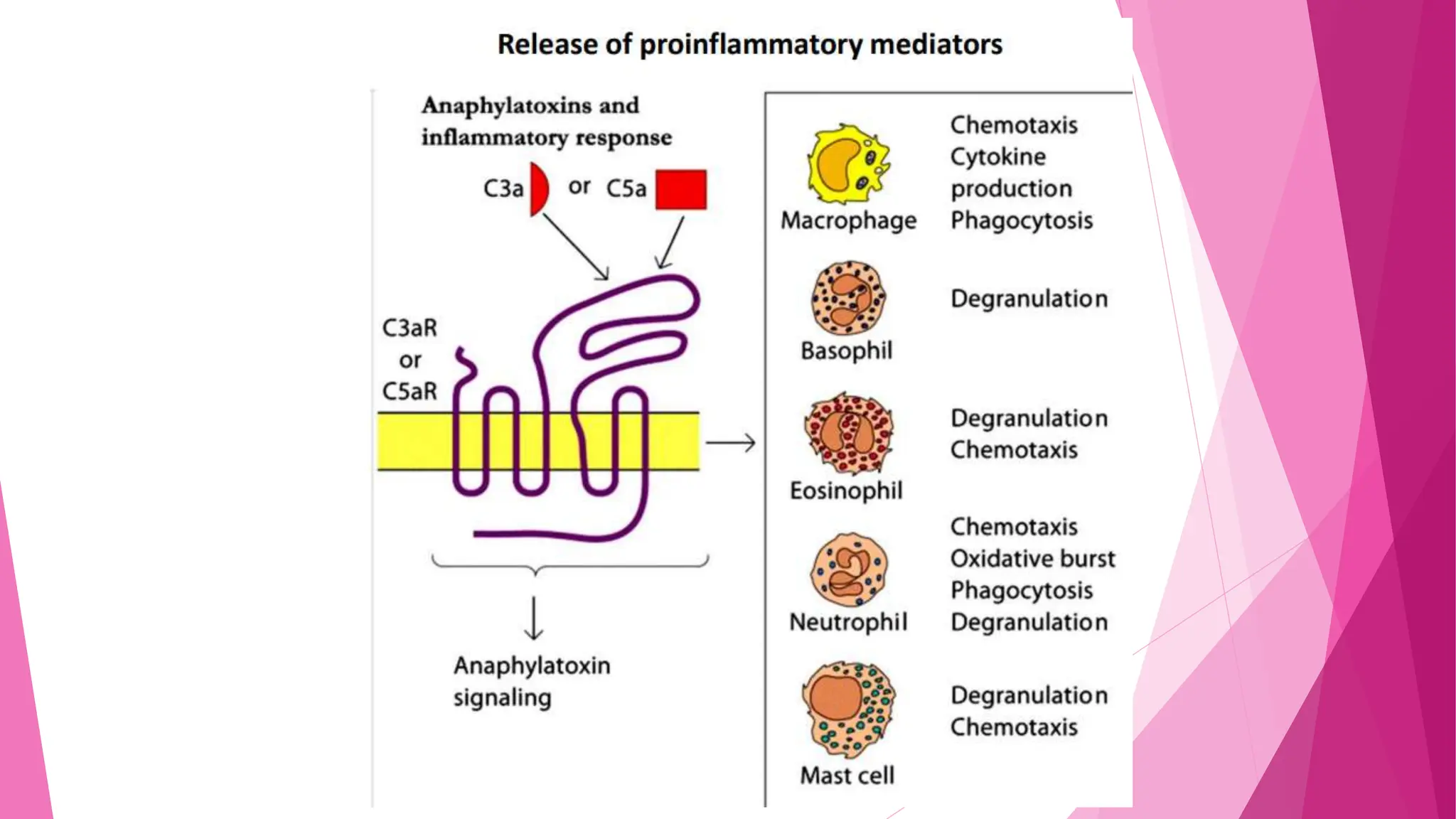 COMPLEMENT SYSTEM AND ITS ROLE IN PERIODONTAL INFLAMMATION.pptx