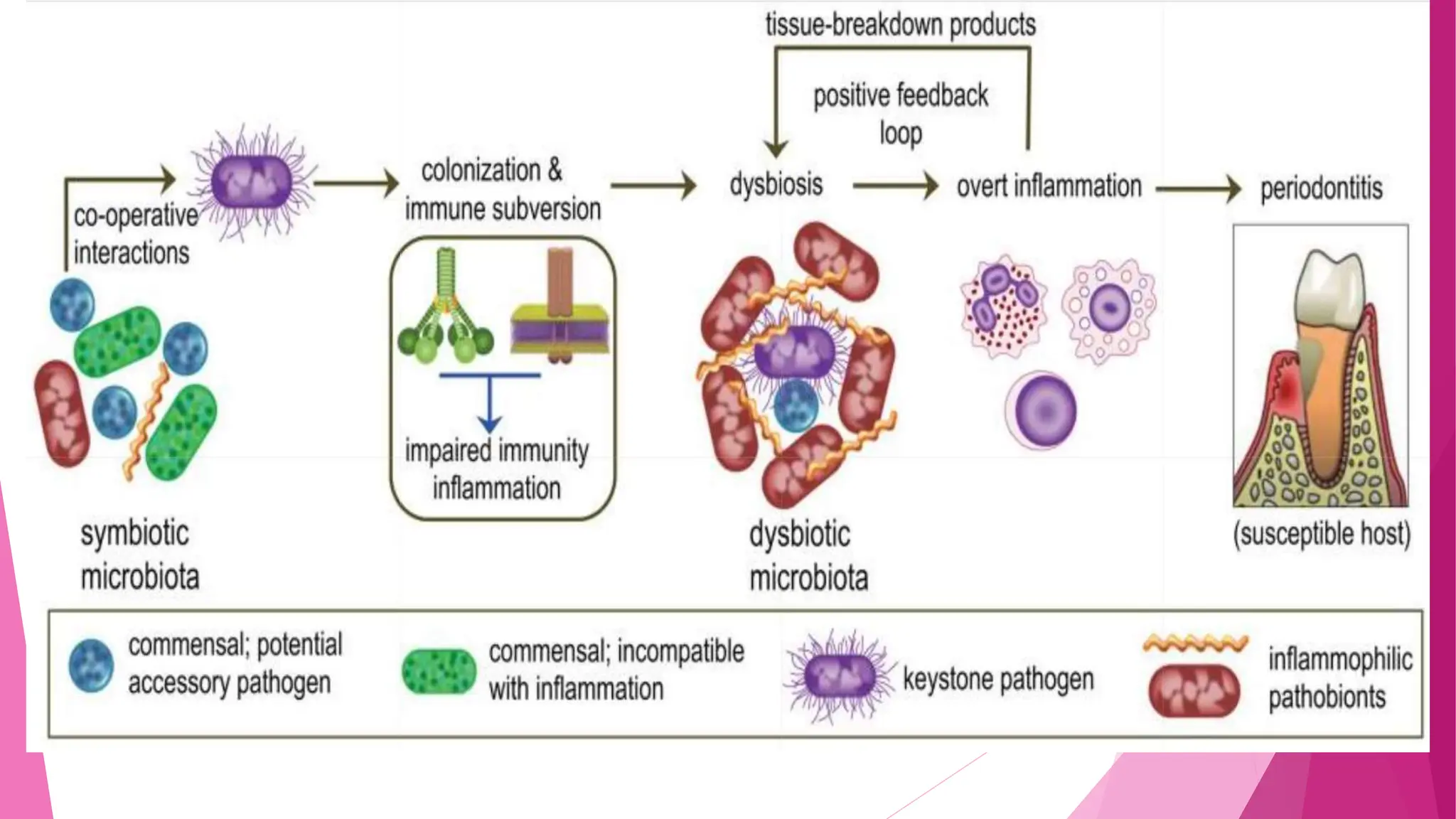 COMPLEMENT SYSTEM AND ITS ROLE IN PERIODONTAL INFLAMMATION.pptx