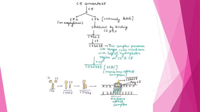 COMPLEMENT SYSTEM AND ITS ROLE IN PERIODONTAL INFLAMMATION.pptx