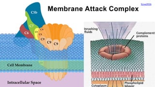 Complement system by rupesh trivedi | PPT