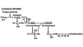Complement system by rupesh trivedi | PPTX