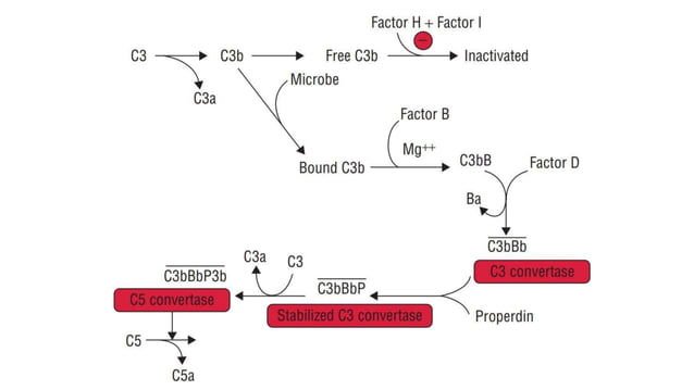 Complement system by rupesh trivedi | PPT