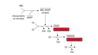 Complement system by rupesh trivedi | PPTX
