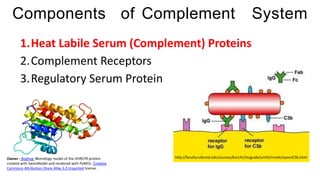 Complement system by rupesh trivedi | PPT
