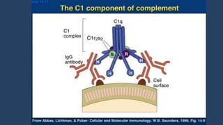 Complement system by rupesh trivedi | PPT