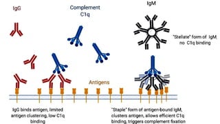 Complement system by rupesh trivedi | PPT
