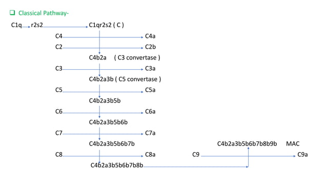 Complement system by snehasish | PPT