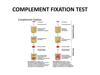 complement_system_lecture.ppt