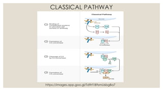 complement system Immune system and immunotechnology | PPTX