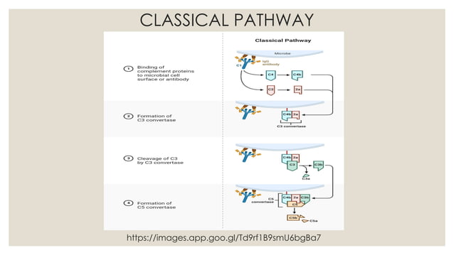 complement system Immune system and immunotechnology | PPT