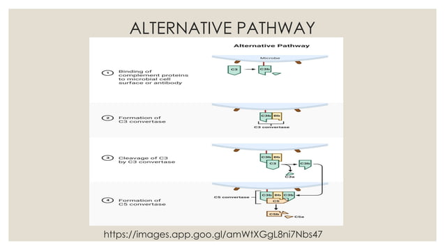 complement system Immune system and immunotechnology | PPT