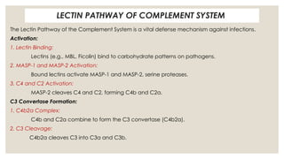 complement system Immune system and immunotechnology | PPT