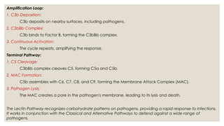 complement system Immune system and immunotechnology | PPT