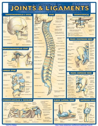 Complete anatomy quick review by Muhammad Arslan Yasin Sukhera | PDF