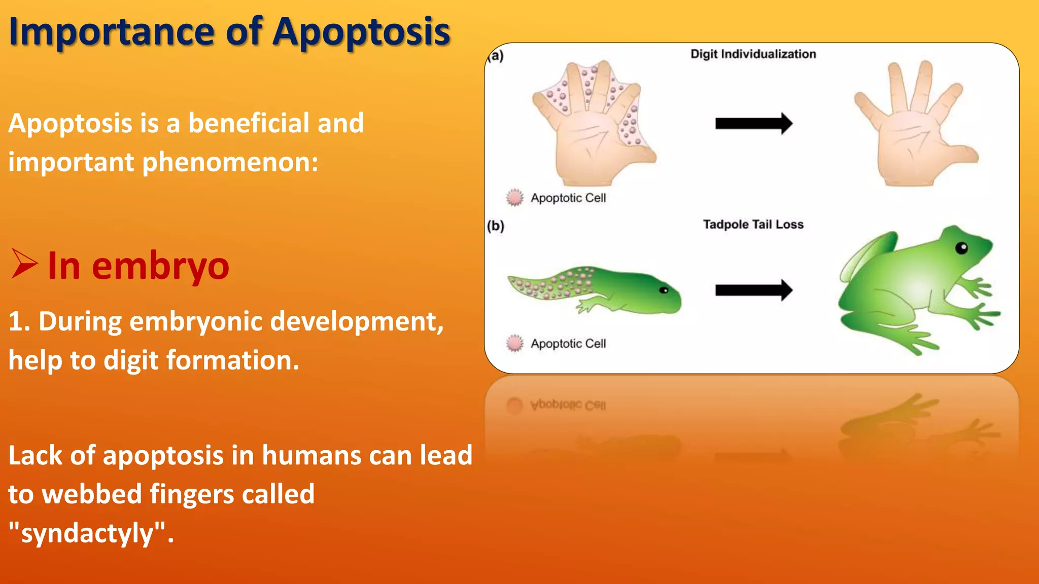 Apoptosis (Intrinsic And Extrinsic Pathway with assays) | PPTX