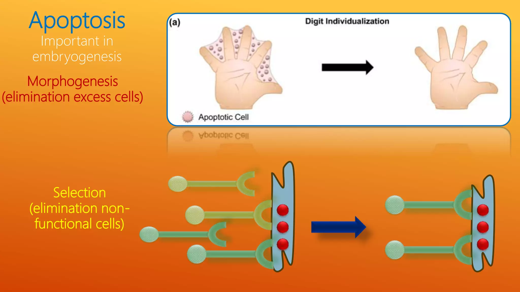 Apoptosis (Intrinsic And Extrinsic Pathway with assays) | PPTX
