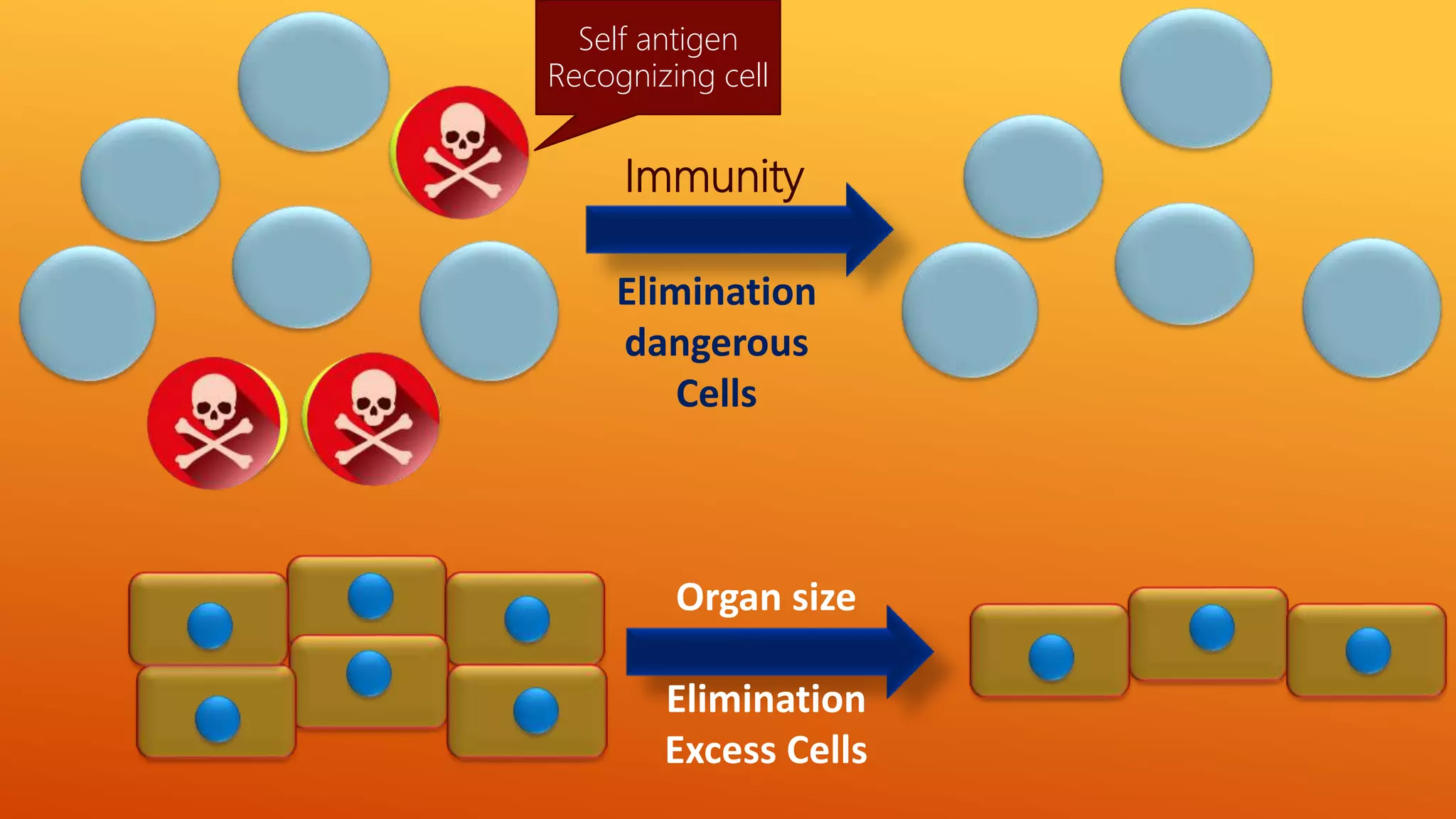Apoptosis (Intrinsic And Extrinsic Pathway with assays) | PPTX