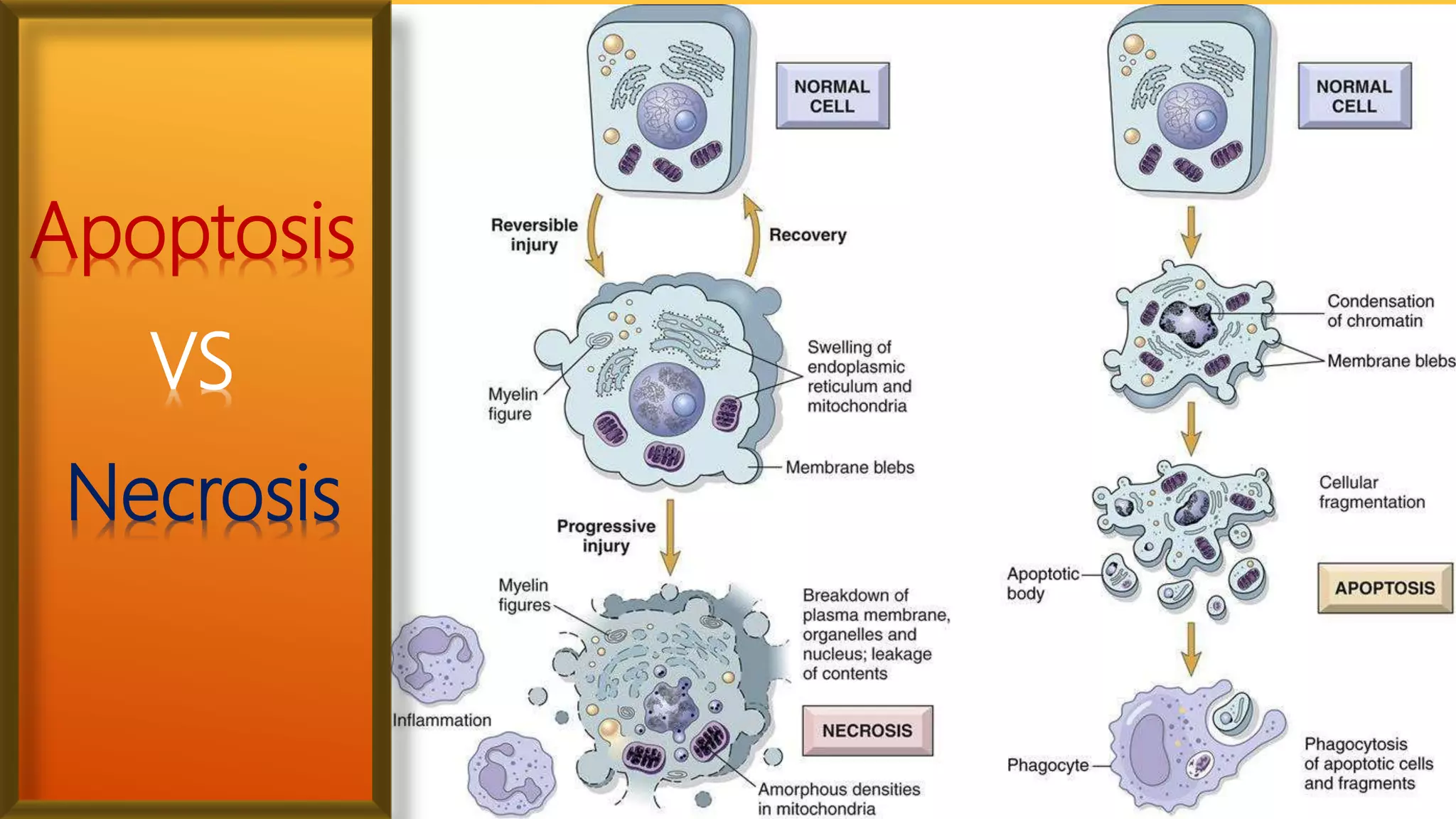 Apoptosis (Intrinsic And Extrinsic Pathway with assays) | PPTX