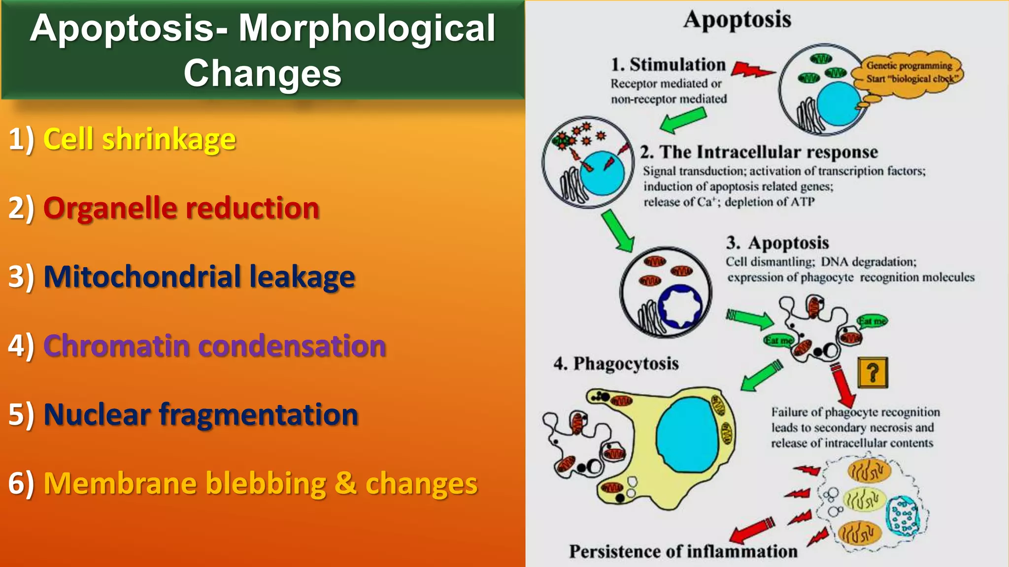 Apoptosis (Intrinsic And Extrinsic Pathway with assays) | PPTX