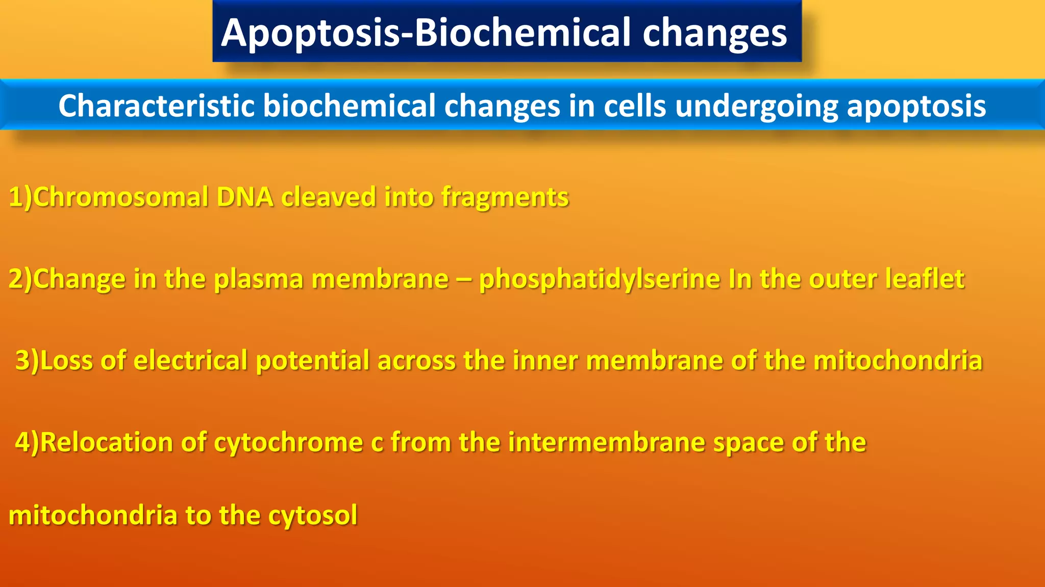 Apoptosis (Intrinsic And Extrinsic Pathway with assays) | PPTX