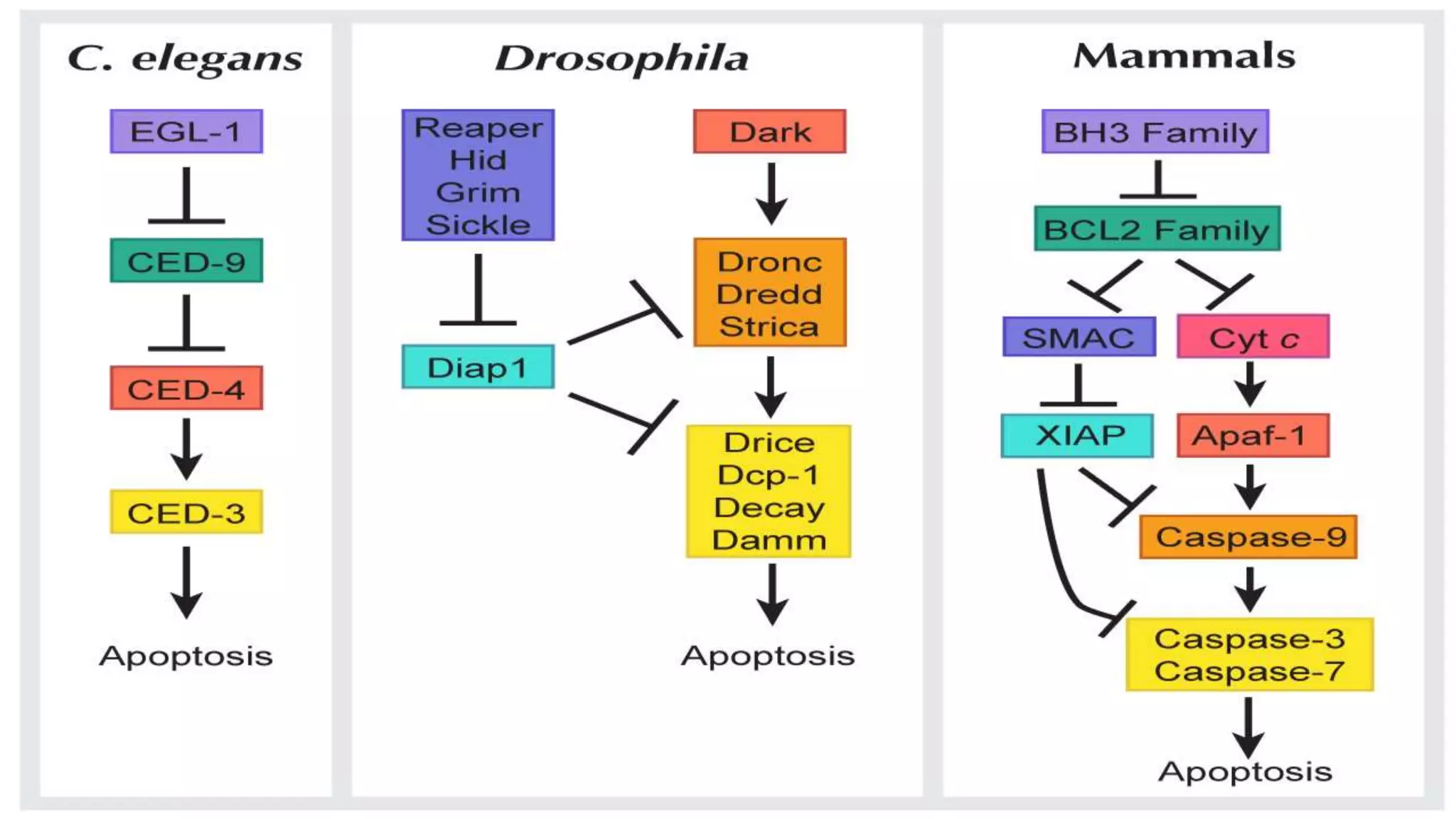 Apoptosis (Intrinsic And Extrinsic Pathway with assays) | PPTX