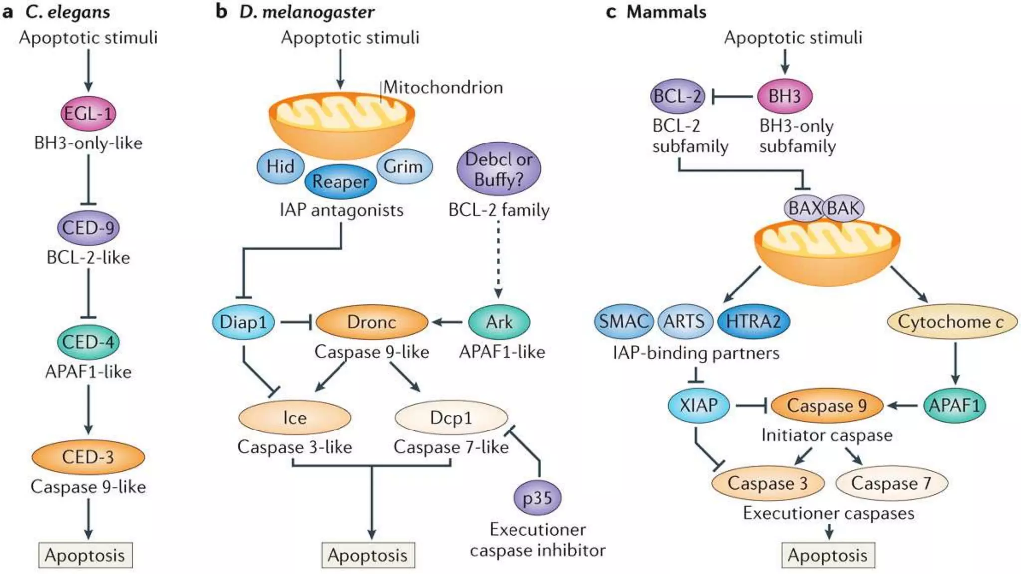 Apoptosis (Intrinsic And Extrinsic Pathway with assays) | PPTX