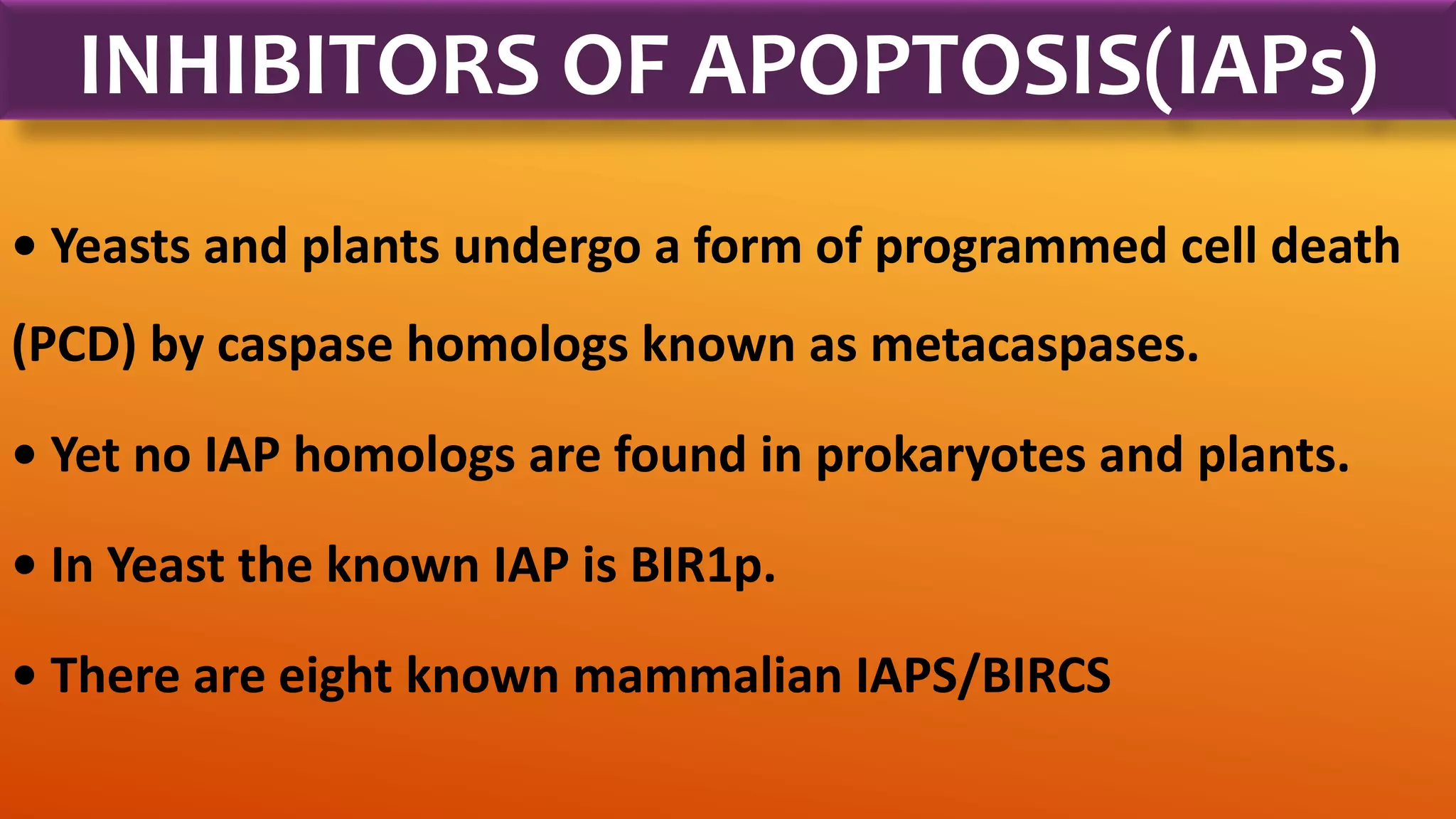 Apoptosis (Intrinsic And Extrinsic Pathway with assays) | PPTX