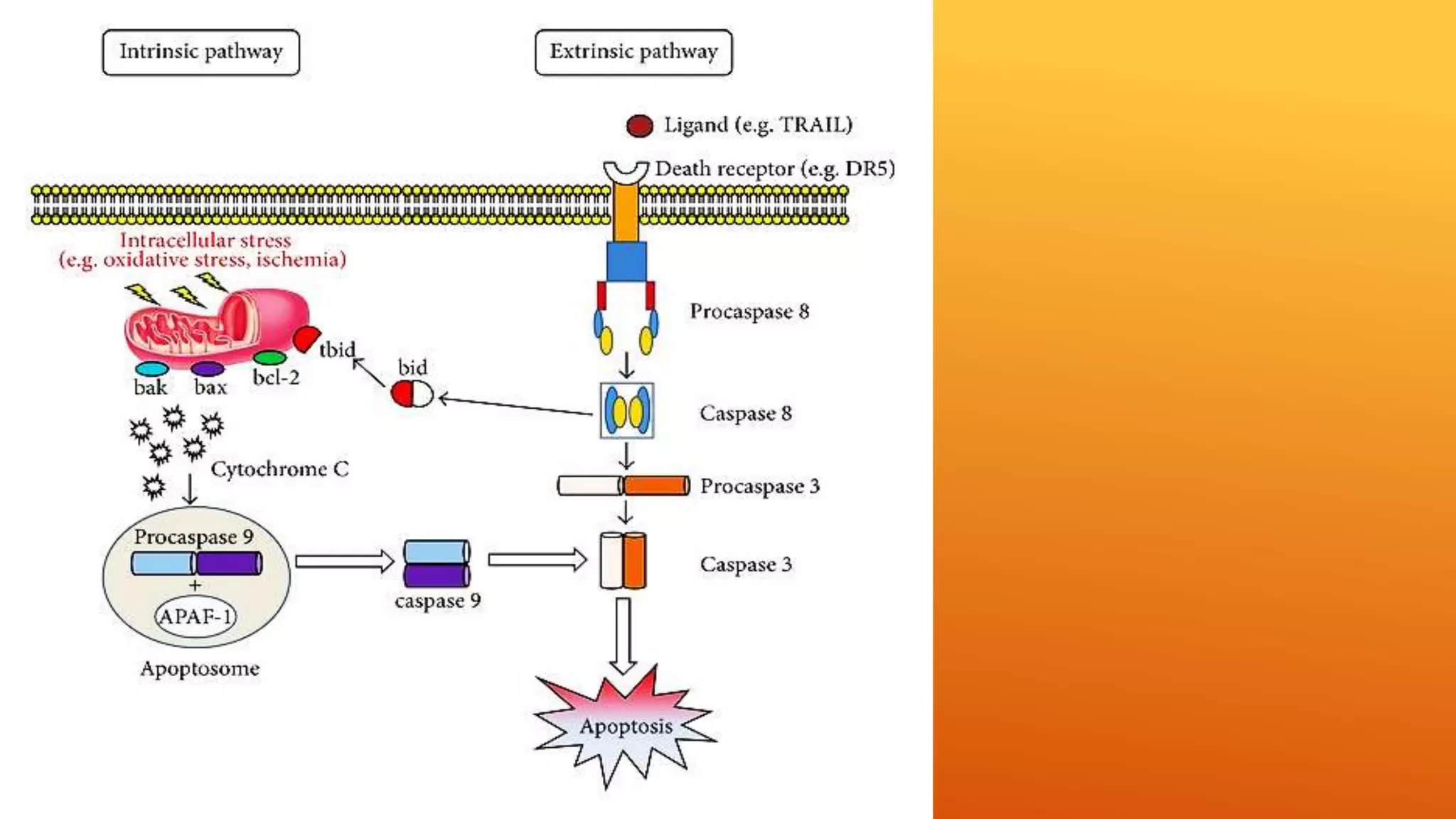 Apoptosis (Intrinsic And Extrinsic Pathway with assays) | PPTX