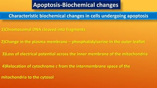 Apoptosis (Intrinsic And Extrinsic Pathway with assays) | PPTX