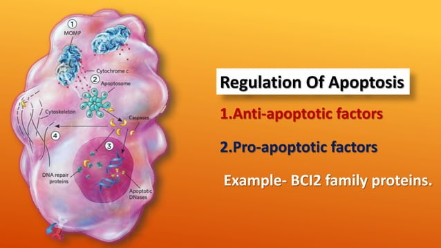 Apoptosis (Intrinsic And Extrinsic Pathway with assays) | PPTX | Biological Sciences | Science