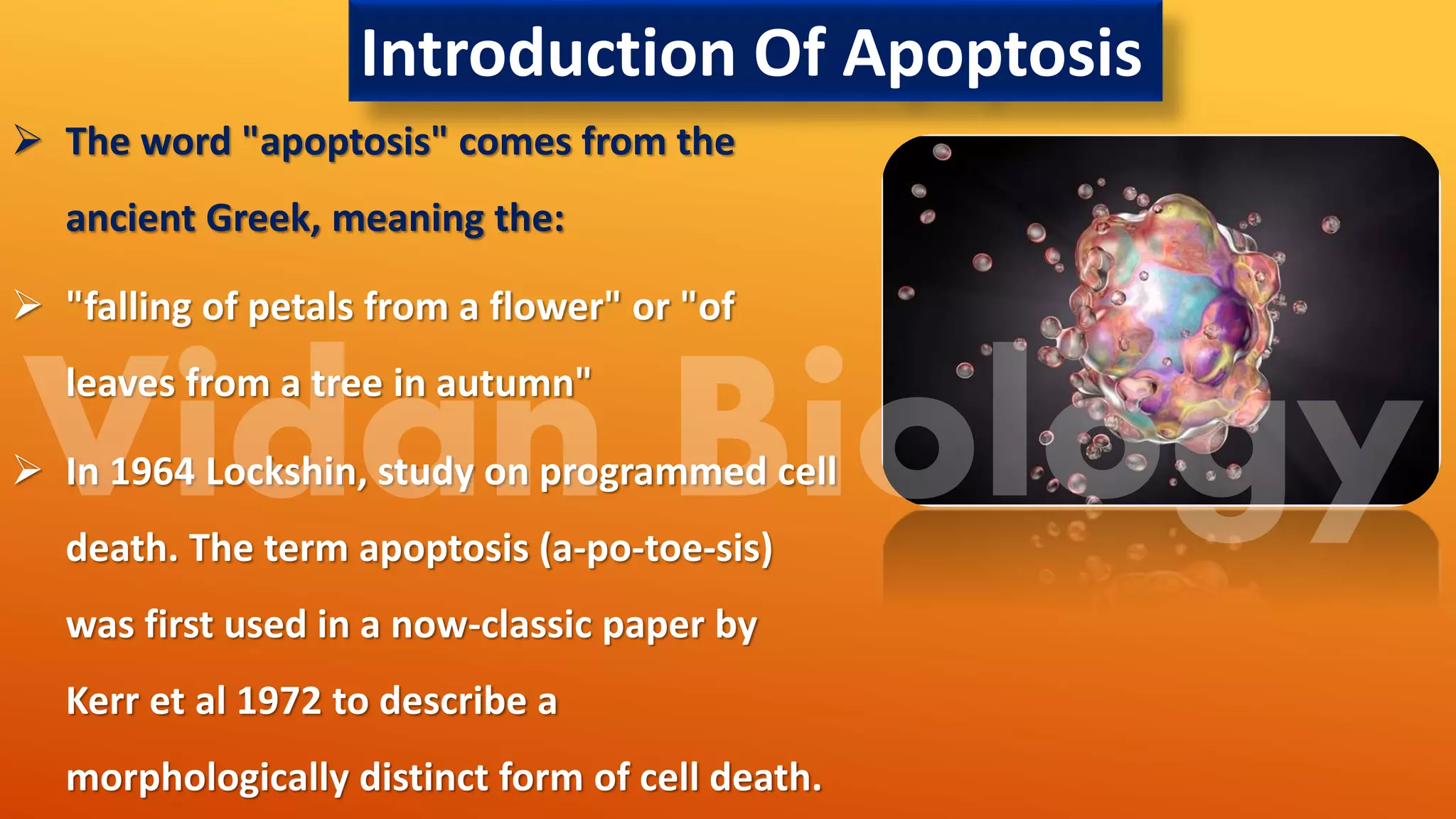 Apoptosis slide | PPTX