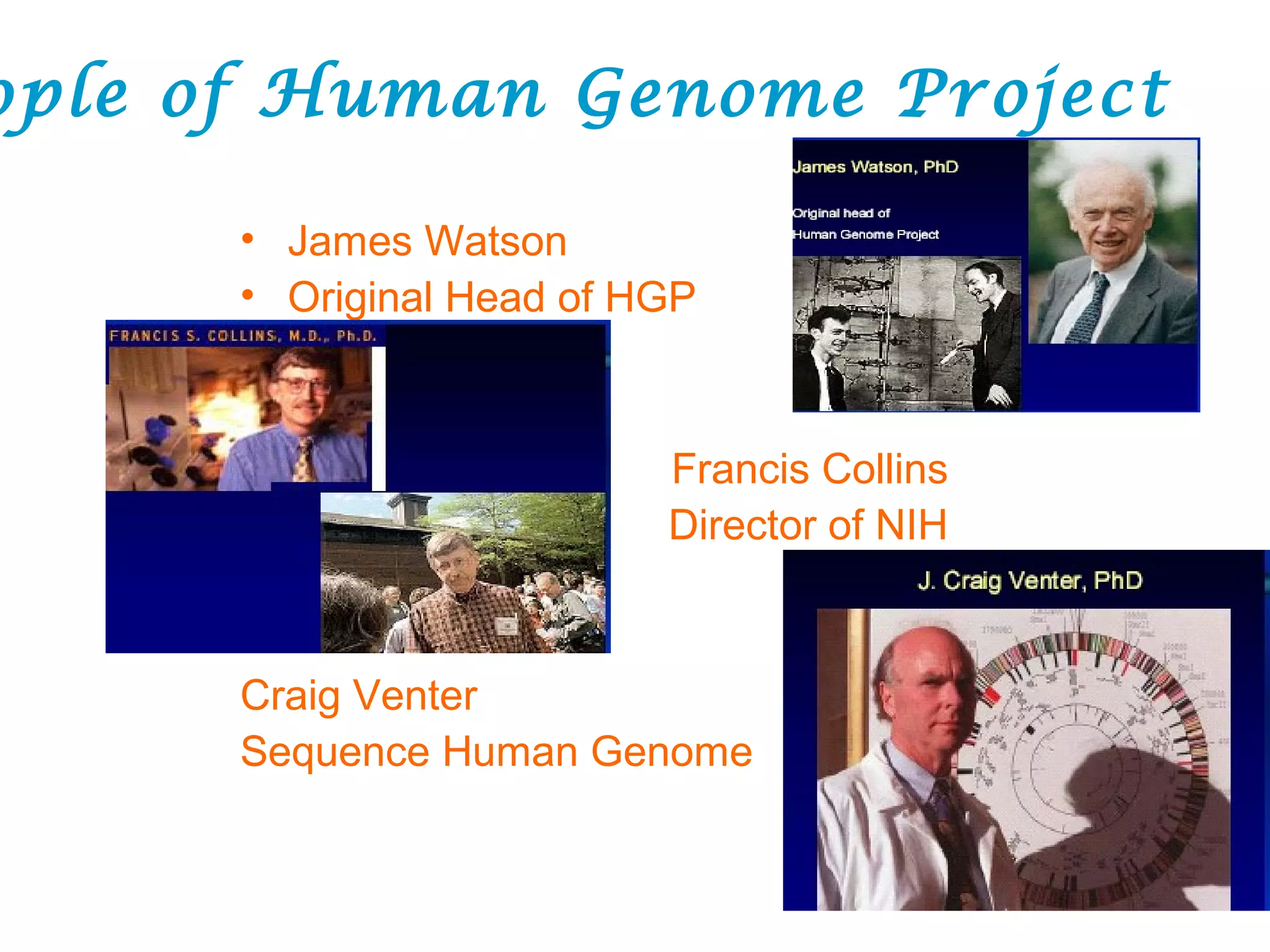 Complete assignment on human Genome Project | PPT