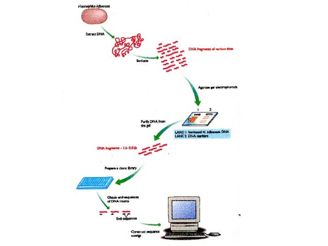 Complete assignment on human Genome Project | PPT | Genetics | Science