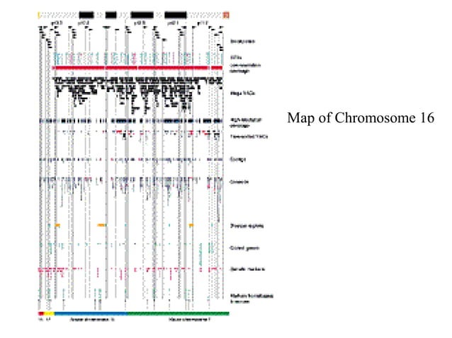 Complete assignment on human Genome Project | PPT | Genetics | Science