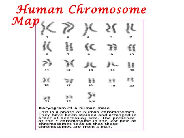 Complete assignment on human Genome Project | PPT | Genetics | Science