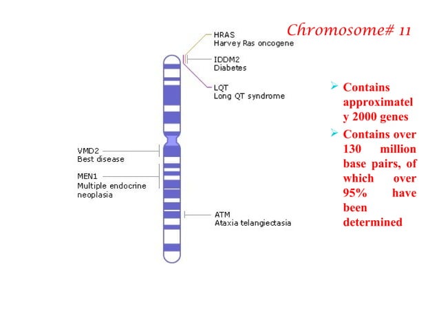 Complete assignment on human Genome Project | PPT | Genetics | Science