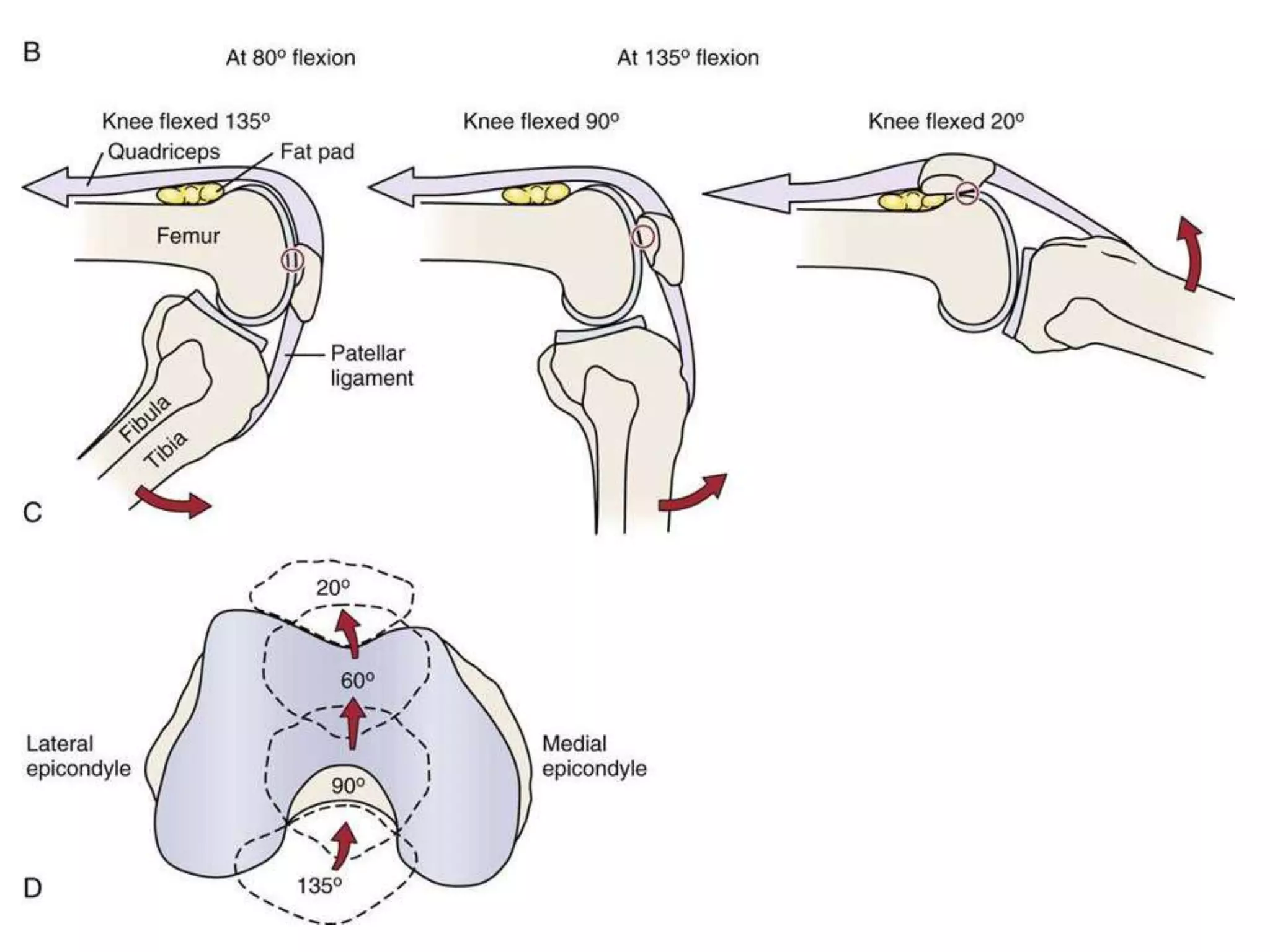 biomechanic of knee joint | PPTX