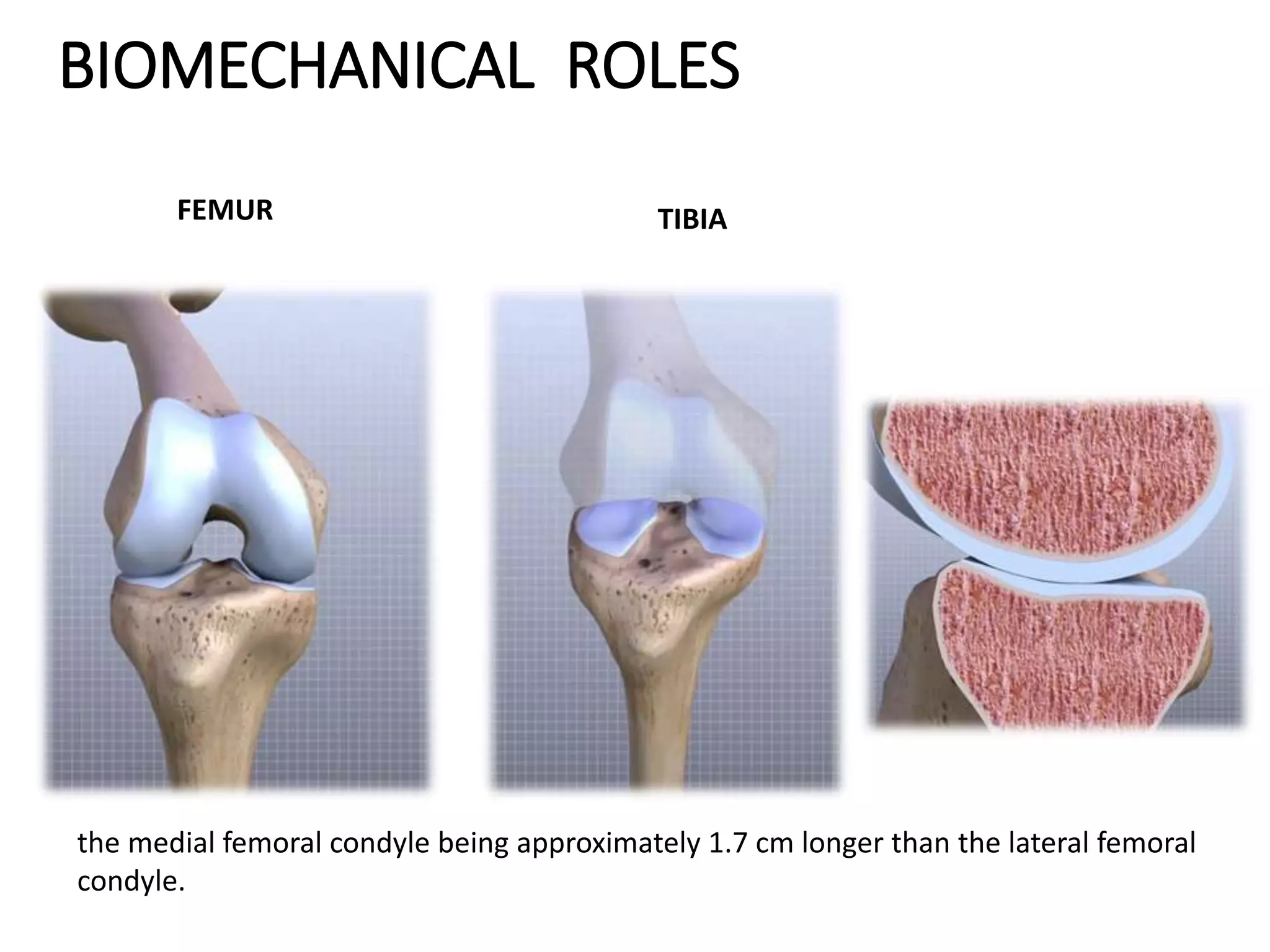 biomechanic of knee joint | PPTX