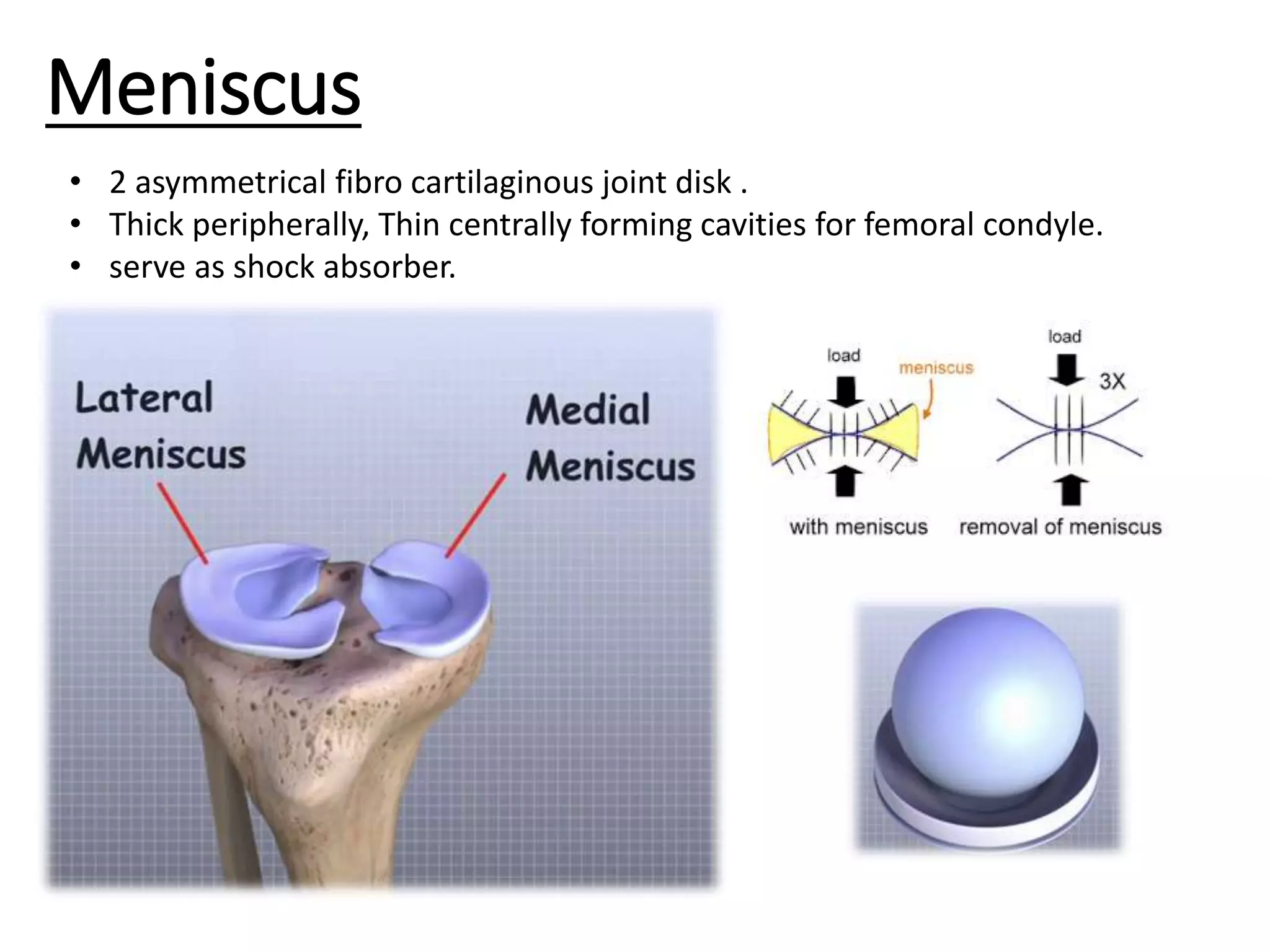 biomechanic of knee joint | PPTX