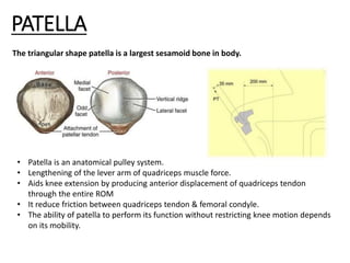biomechanic of knee joint | PPTX