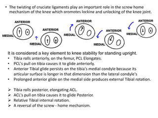 biomechanic of knee joint | PPTX
