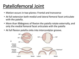 biomechanic of knee joint | PPTX