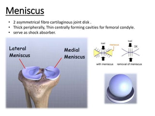 biomechanic of knee joint | PPTX