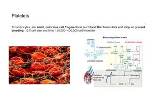 complete blood count.ppt