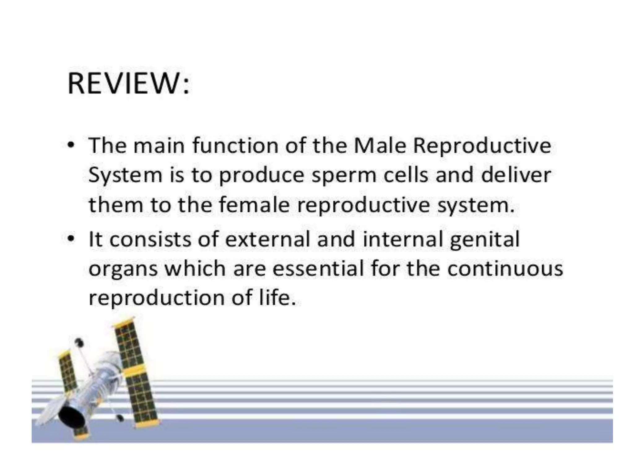 human reproductive system | PPTX